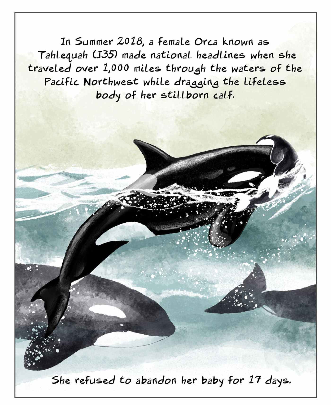 Orcas Are Swimming Towards Extinction | The Nib