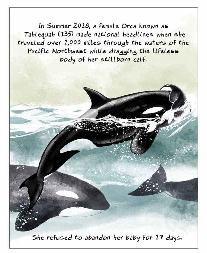 Orcas Are Swimming Towards Extinction | The Nib