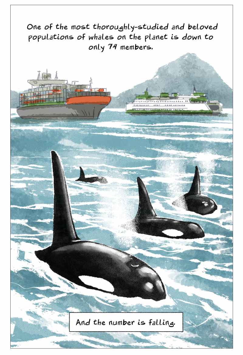 Orcas Are Swimming Towards Extinction | The Nib