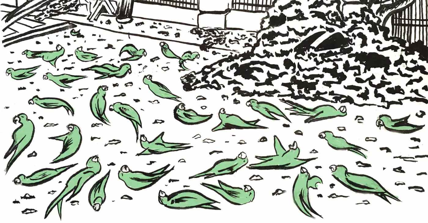 puerto-rico-parrots-maria-tout-ab5 | The Nib