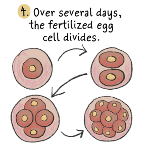 A Long Incubation | The Nib