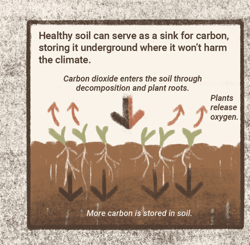 Living Soil | The Nib