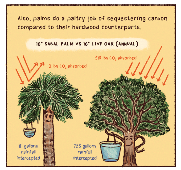 Shady Behavior | The Nib